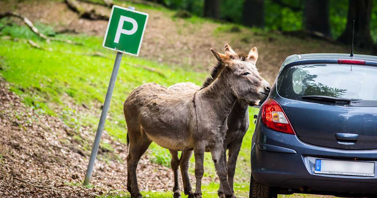 Wild- und Erlebnispark Daun, Daun: Infos, Preise und mehr | ADAC Maps