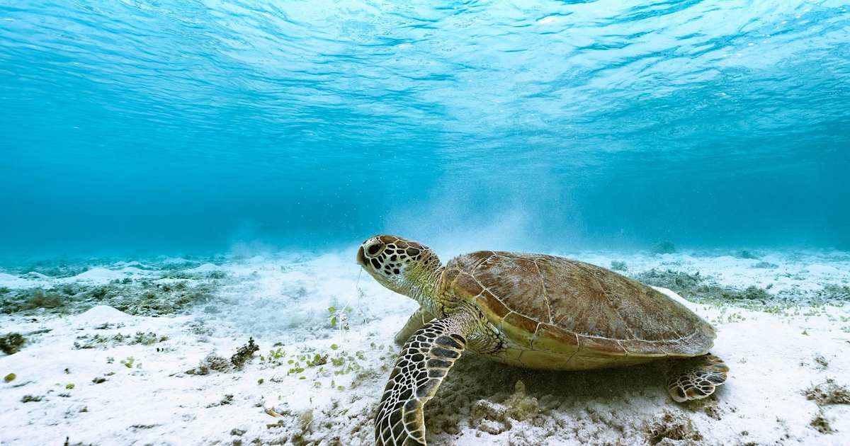 Hilfe für Meeresschildkröten: Die Projekte der Turtle Foundation | ADAC ...