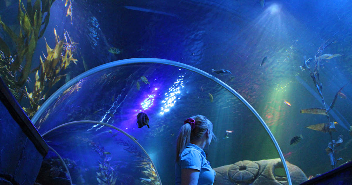 Sea Life 2 Fur 1 Adac