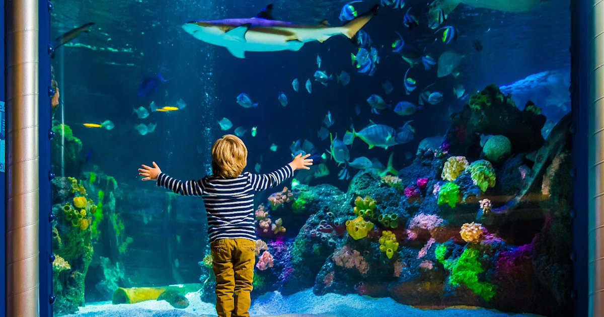 Sea Life 2 Fur 1 Adac