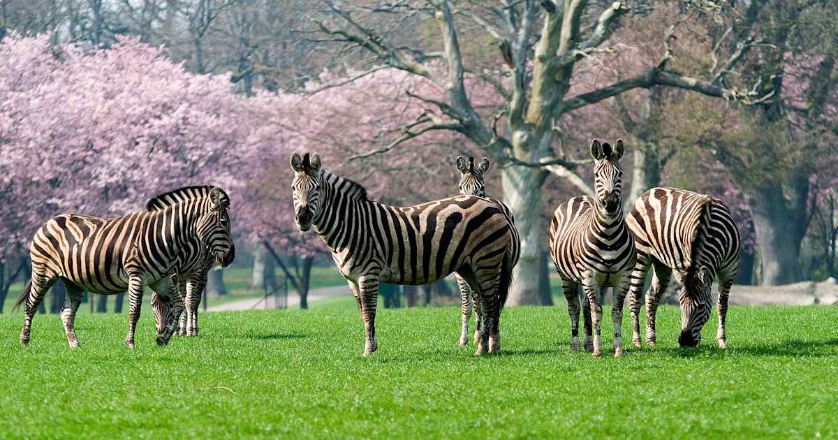 Knuthenborg Safaripark: Infos, Preise und mehr | ADAC Maps