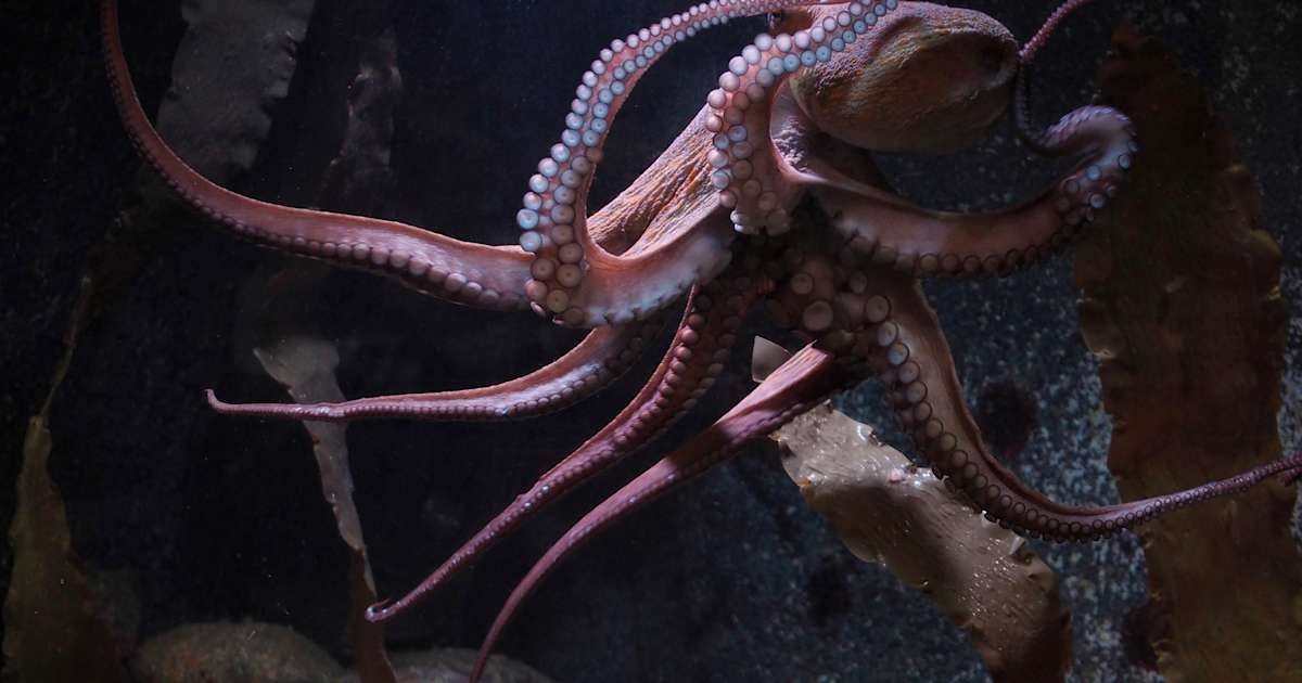 Havets hus, Lysekil: Infos, Preise und mehr | ADAC Maps