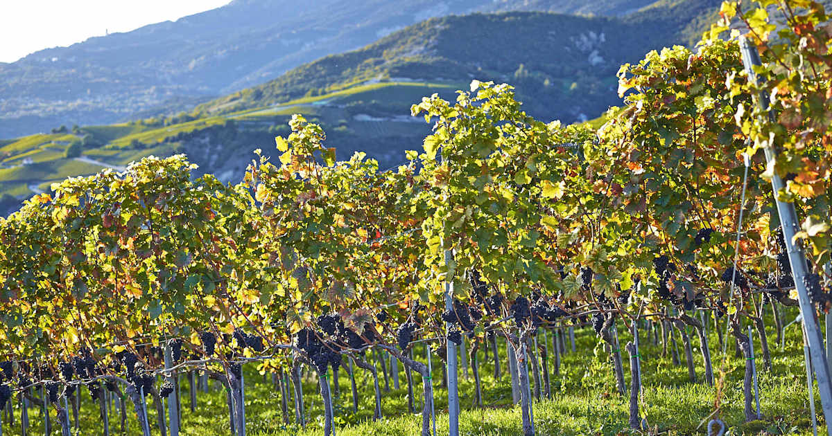 Tourismusinformation Sierre, Siders: Infos, Preise und mehr | ADAC Maps