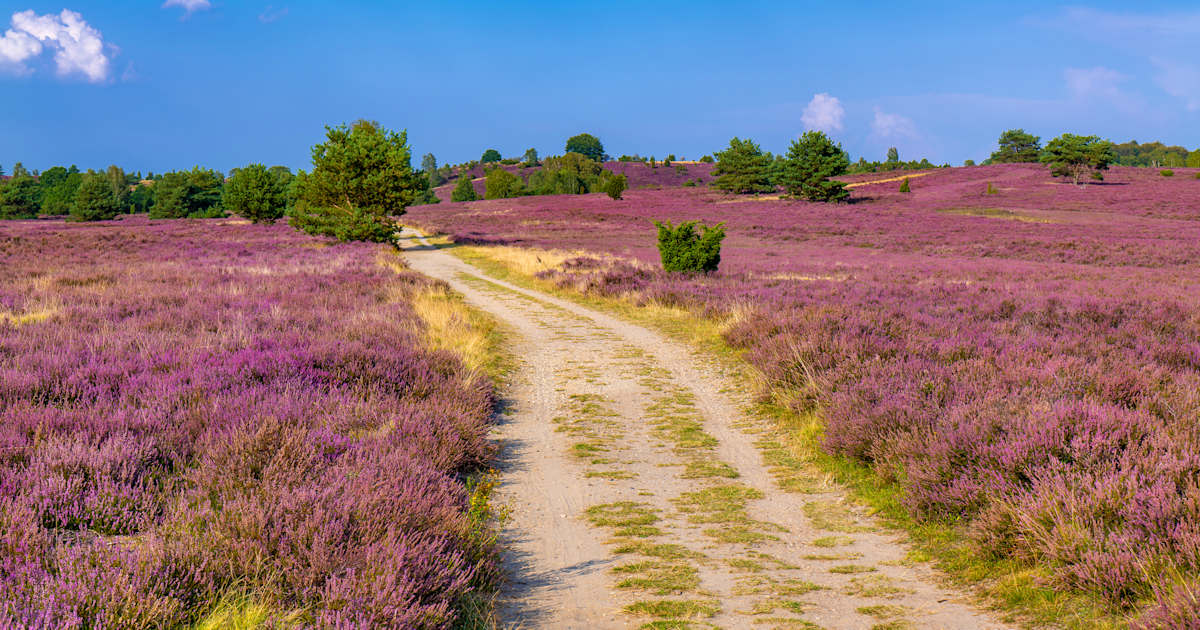 Wandern in der Lüneburger Heide | ADAC Maps
