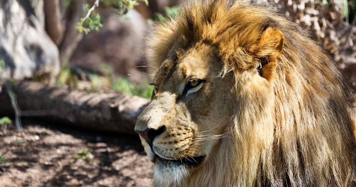 Phoenix Zoo, Phoenix: Infos, Preise und mehr | ADAC Maps