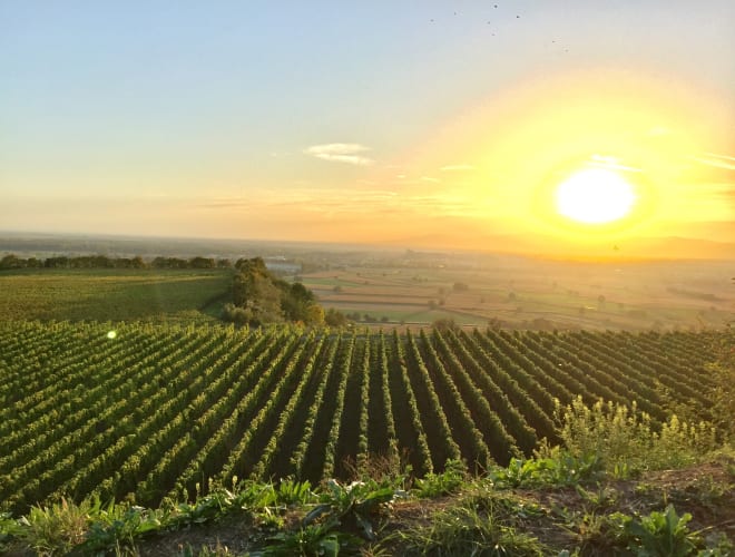 Badischer Winzerkeller, Breisach am Rhein: Infos, Preise und mehr ...