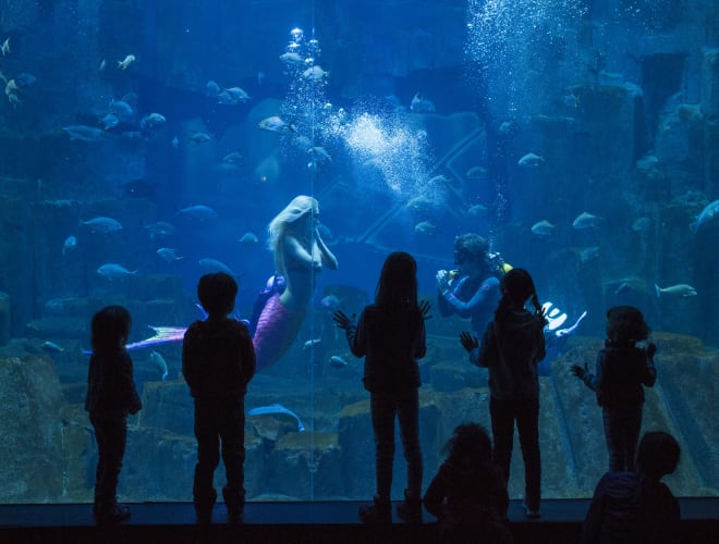 Aquarium de Paris Cinéaqua, Paris: Infos, Preise und mehr | ADAC Maps