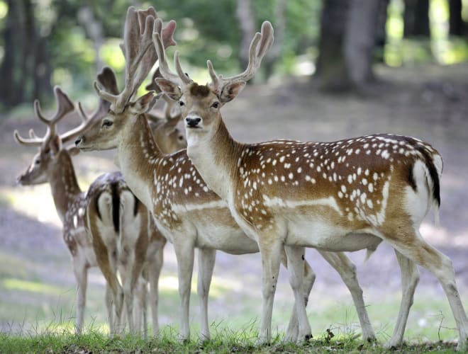 Forêt de Rambouillet, Rambouillet: Infos, Preise und mehr | ADAC Maps