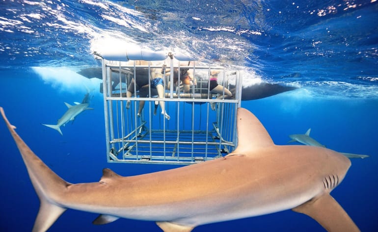 Shark Cage Dive Oahu, North Shore - 2 Hours