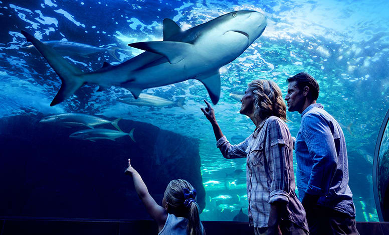 Aquarium by Night – Cairns - Adrenaline