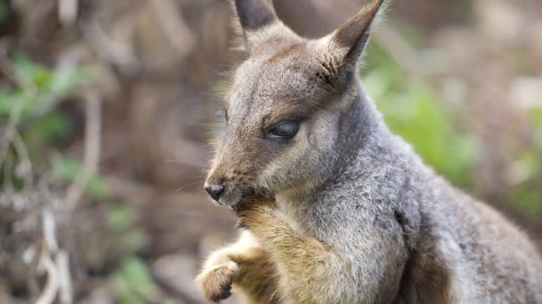 Australian Native Animals Encounter at Monarto Safari Park - Adelaide ...