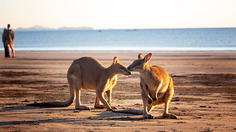 Sunrise Beach Kangaroos & Waterfall Day Tour – Departs Airlie Beach ...