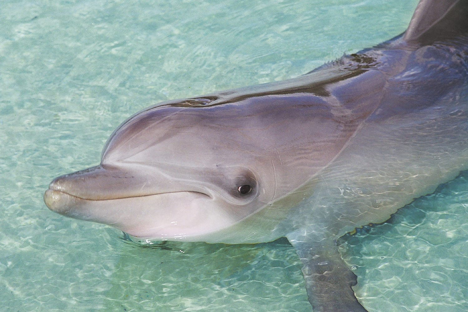 Dolphin Deep Water Adventure at Sea World - Adult - Adrenaline