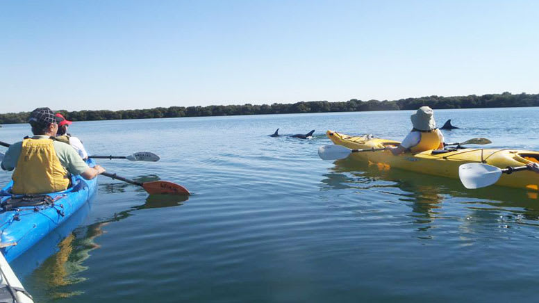 Kayak Tour, 3 Hours – Adelaide Dolphin Sanctuary - Adrenaline