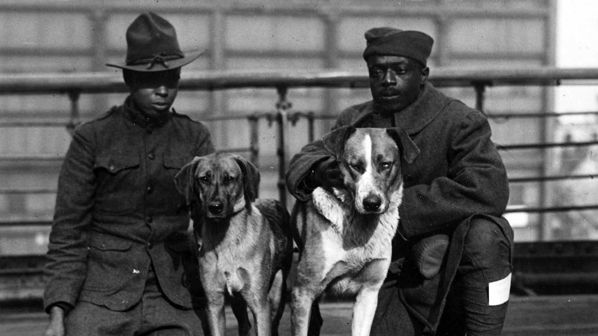 26 Photos of Dogs Being Heroes in WWI | HISTORY