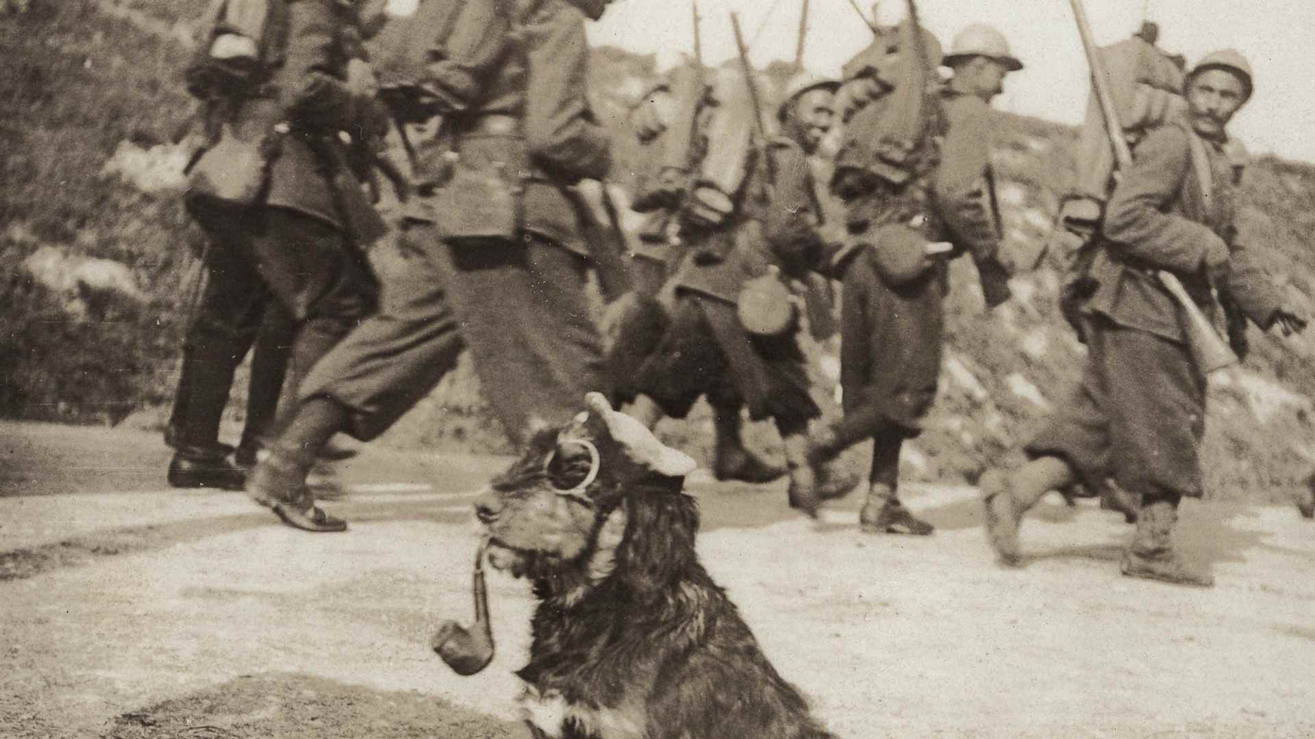 26 Photos of Dogs Being Heroes in WWI | HISTORY