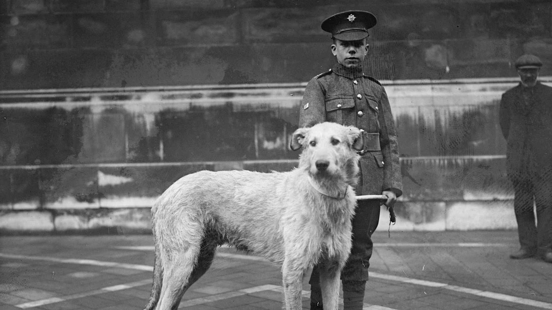 26 Photos of Dogs Being Heroes in WWI | HISTORY