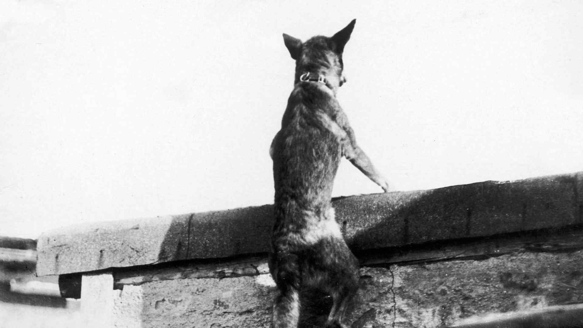 26 Photos of Dogs Being Heroes in WWI | HISTORY