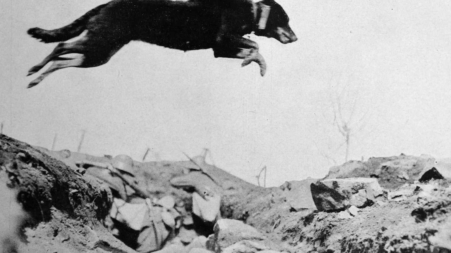 26 Photos of Dogs Being Heroes in WWI | HISTORY