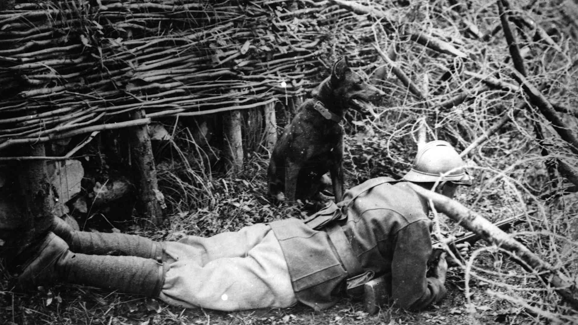 26 Photos of Dogs Being Heroes in WWI | HISTORY