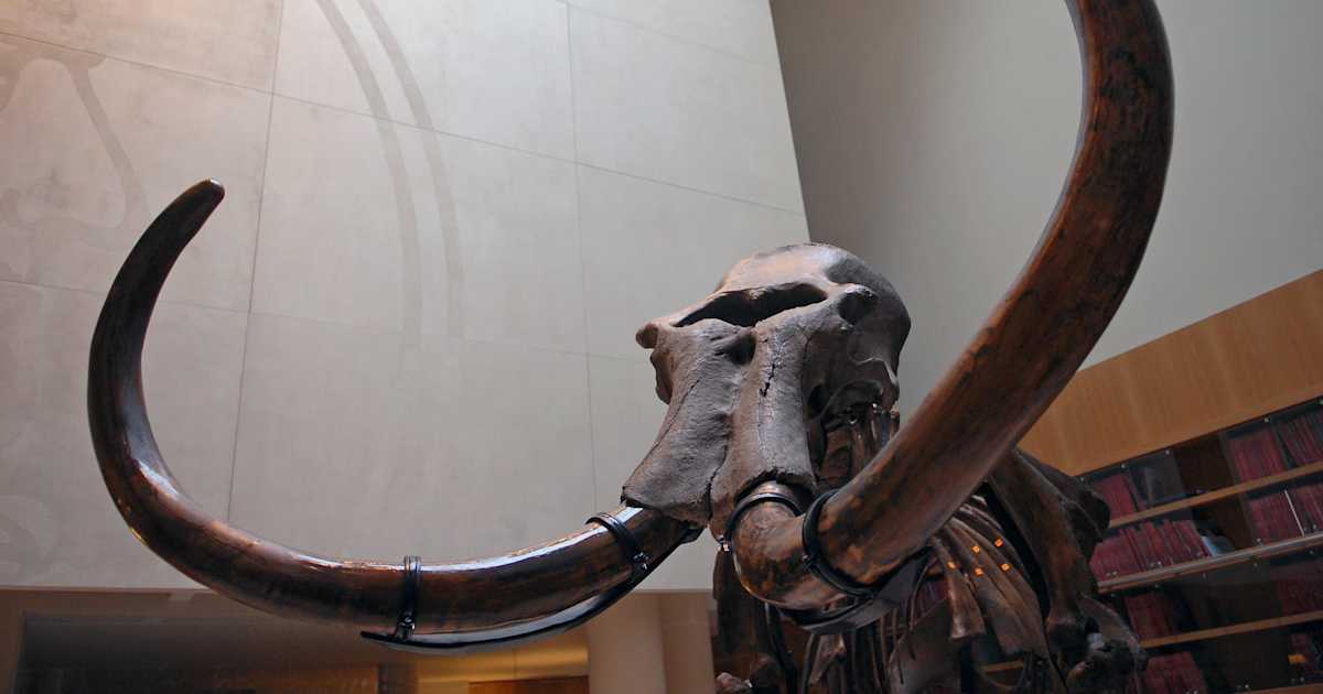 What Did Ancient People Think of Fossils? | HISTORY