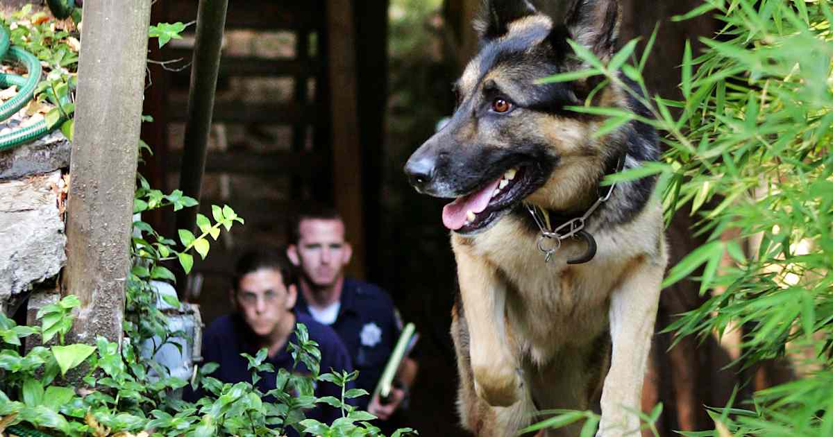 How Cadaver Dogs and Their Handlers Help Solve Crimes