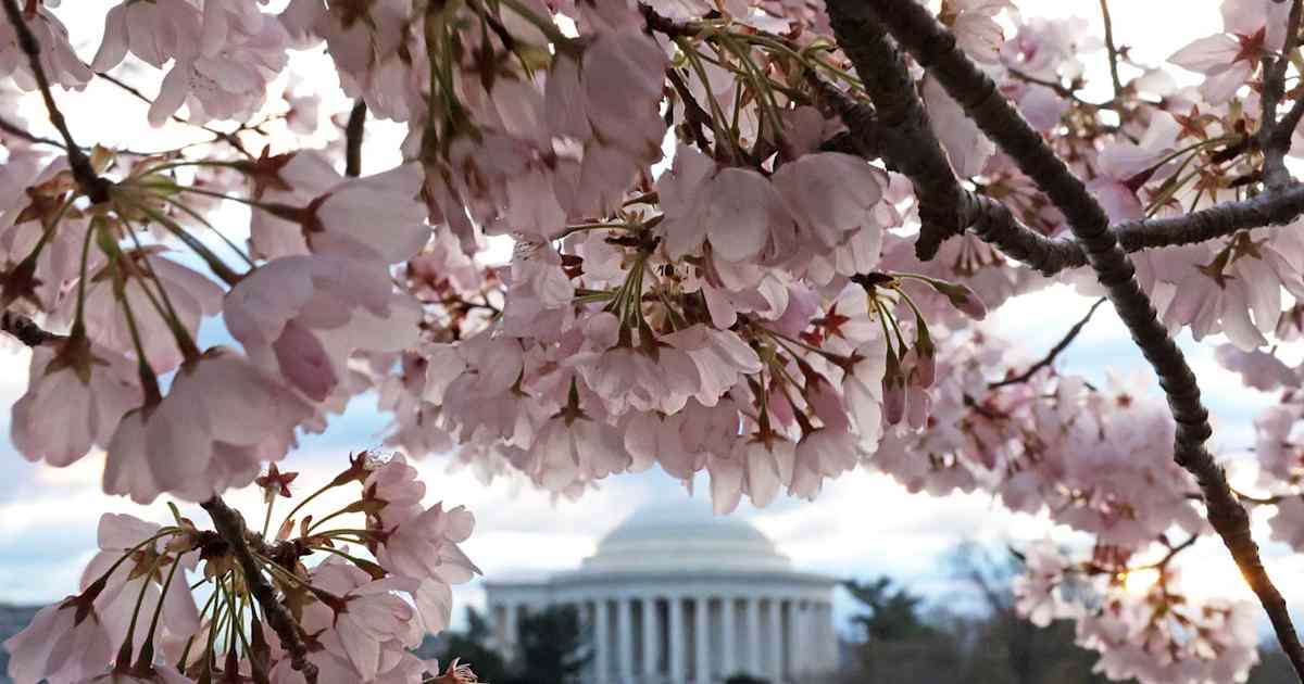 How Washington, D.C. Got Its Cherry Trees | HISTORY