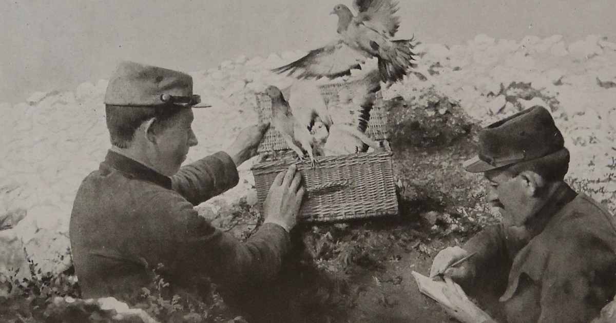 The Heroic WWI Homing Pigeons That Saved Countless Lives | HISTORY