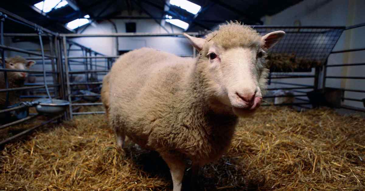 How Dolly the Sheep Sparked Debate Over Cloning | HISTORY