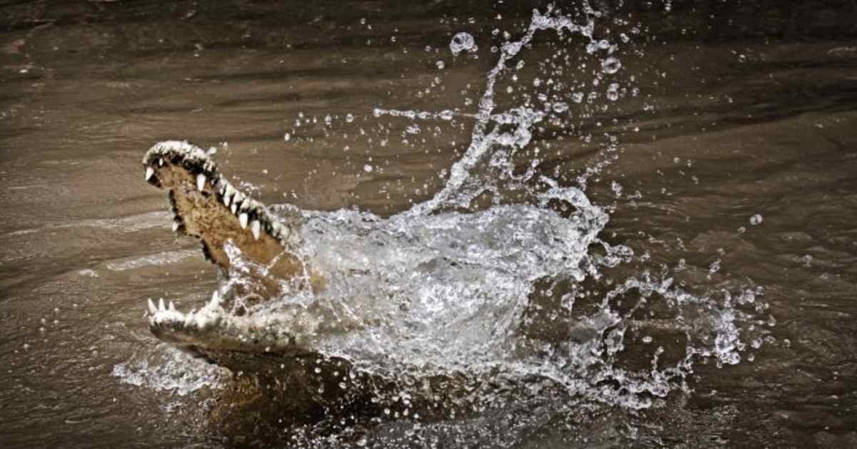 american crocodile attacks