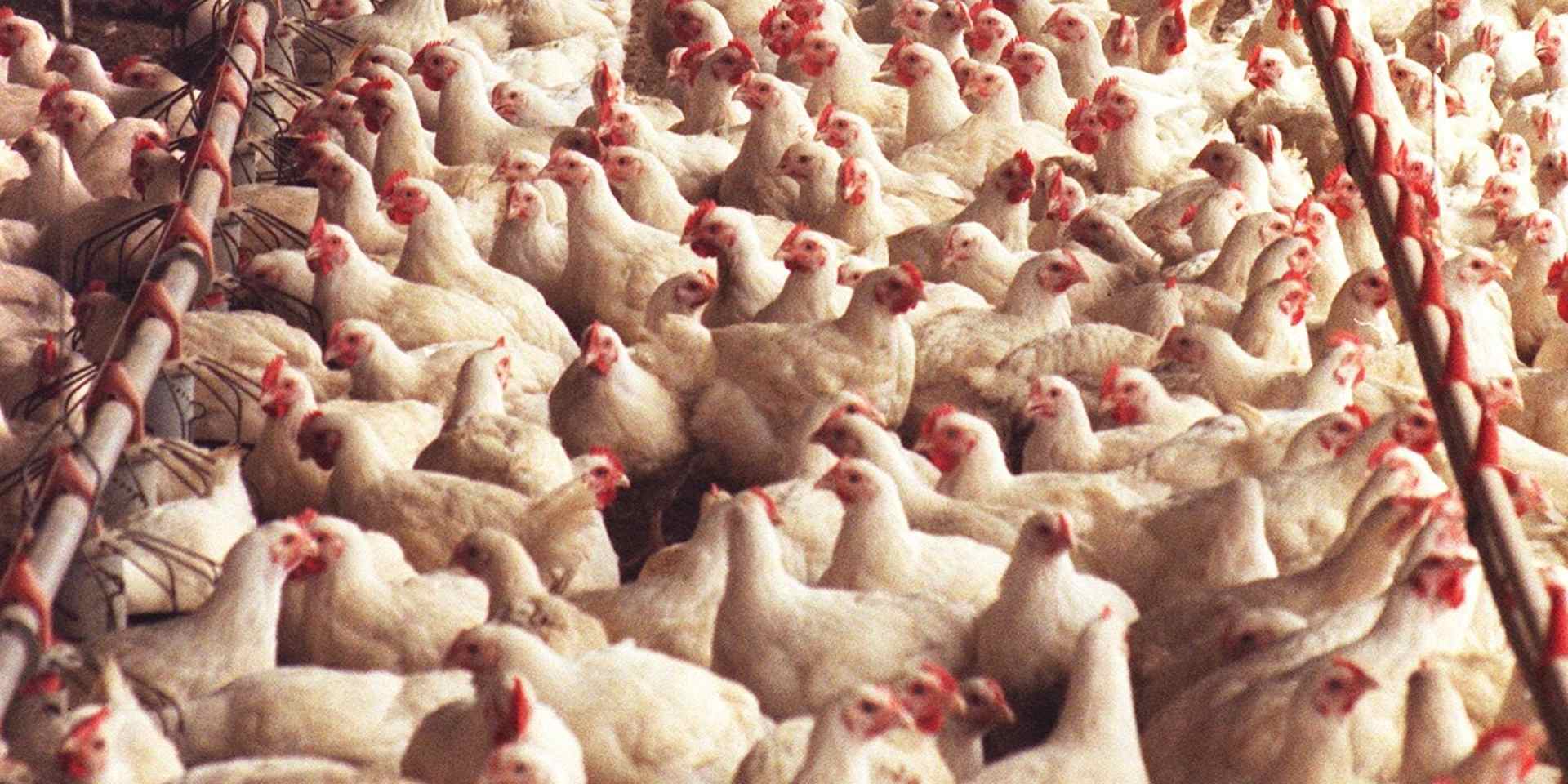 What Are the Earliest Known Origins of Bird Flu? | HISTORY