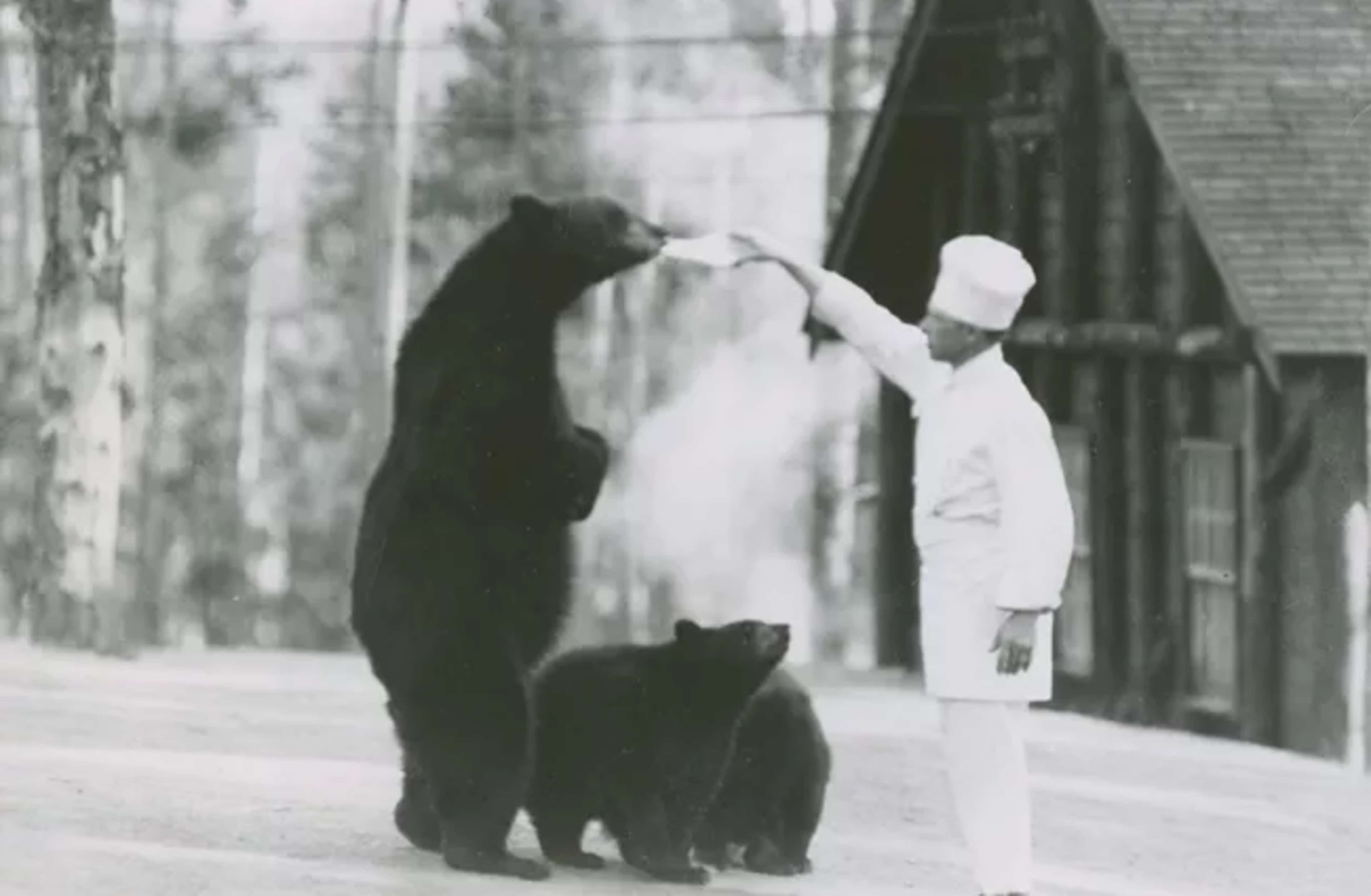 US Park Rangers Once Fed Bears to Draw Crowds