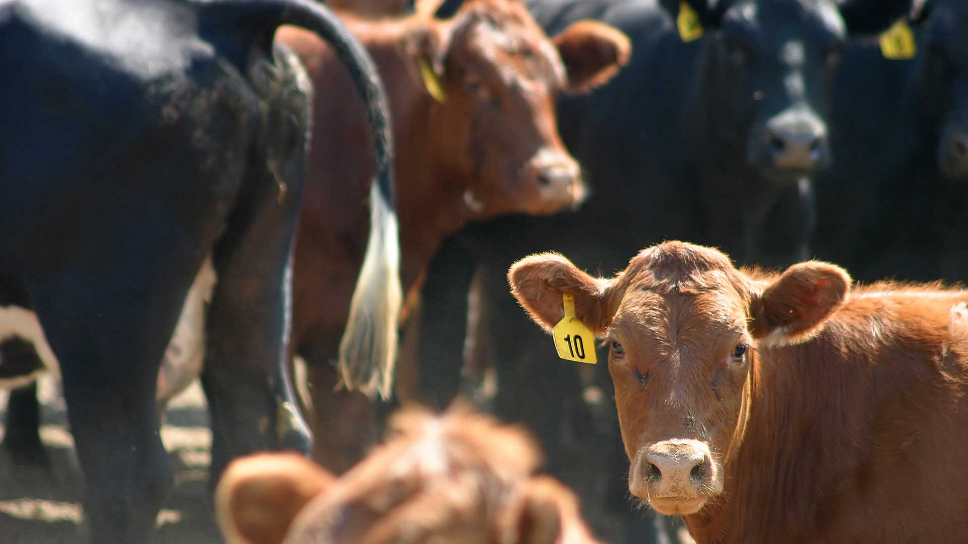 How the Mad Cow Disease Crisis Shook Britain | HISTORY