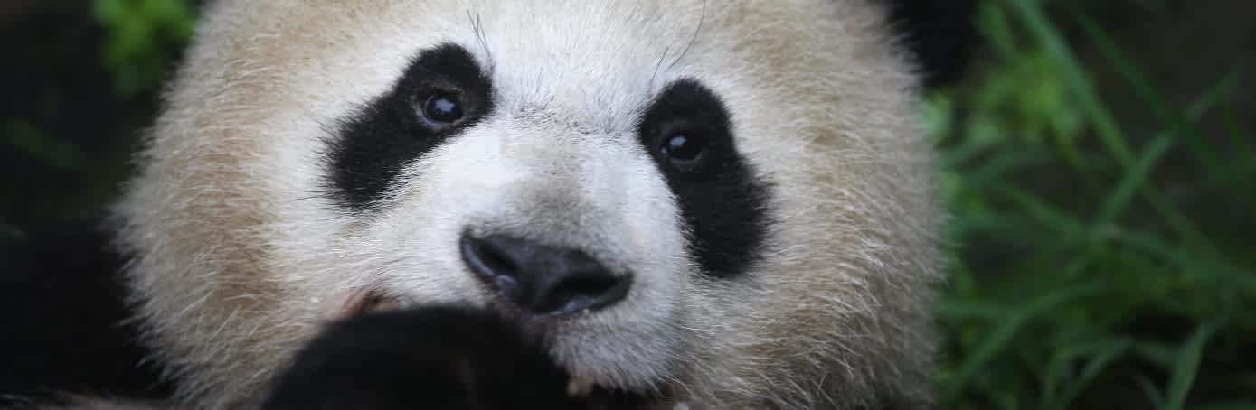 Panda Diplomacy: The World’s Cutest Ambassadors | HISTORY