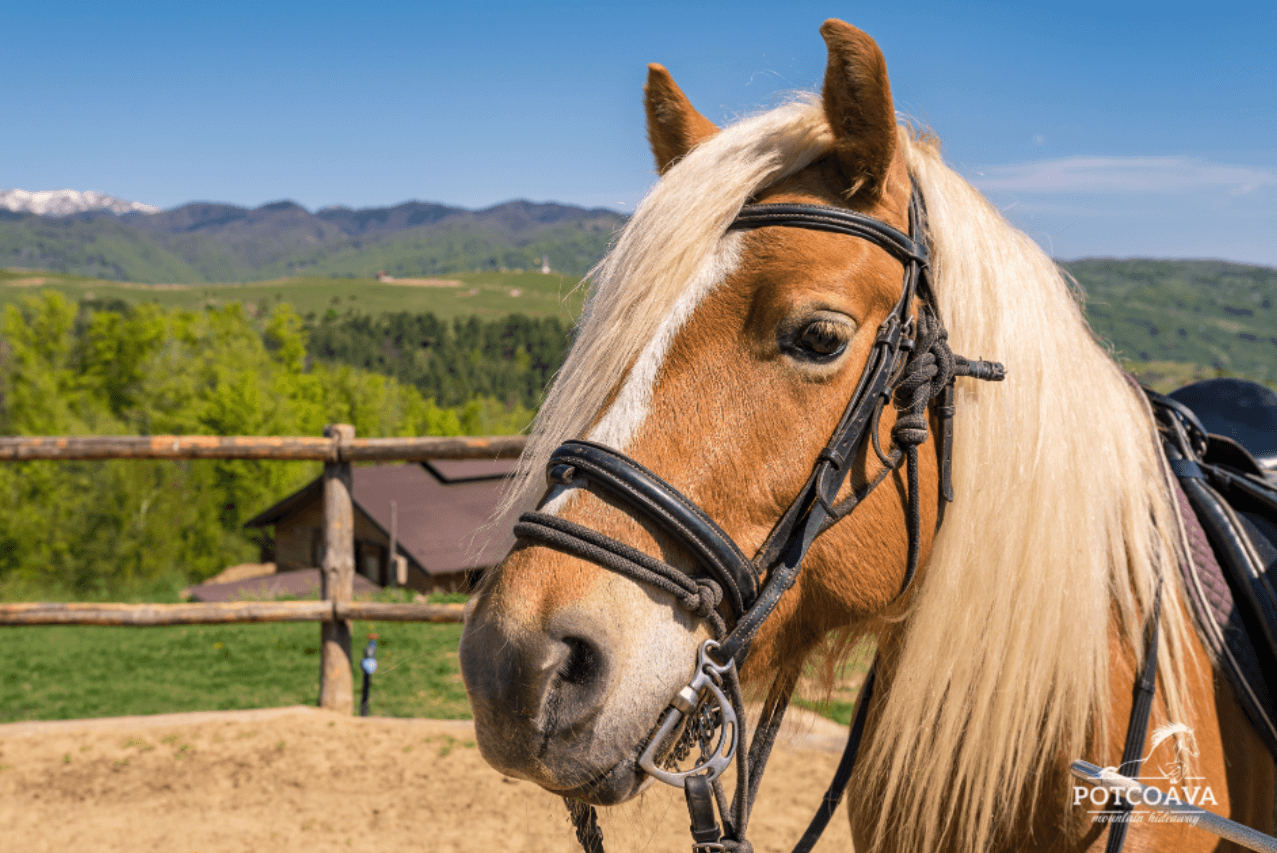 Idei de excursii aproape de București - Unde mergem în weekend la munte ...