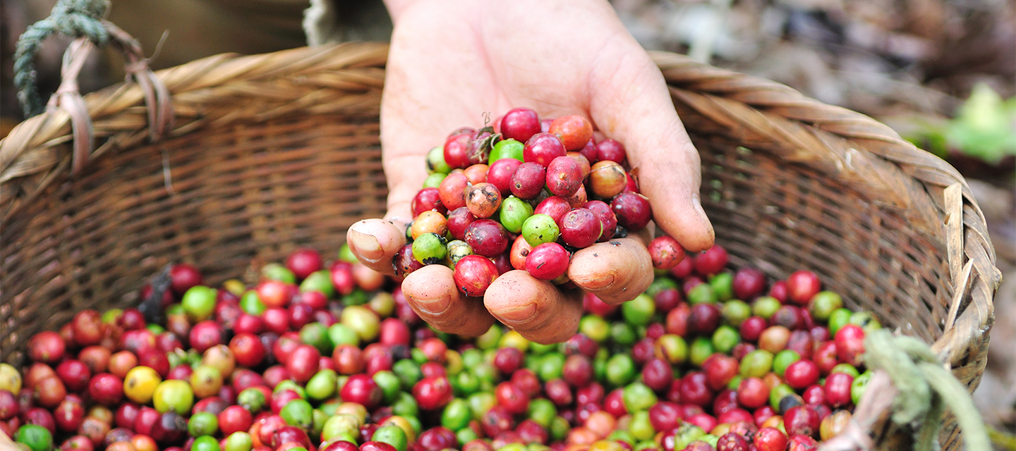 Od plantaže do šalice kave