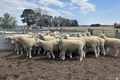 Hamilton Sheep Market Report - Agora Livestock