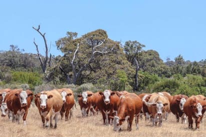 Saleyard - SELX Yass cattle sale results - Agora Livestock