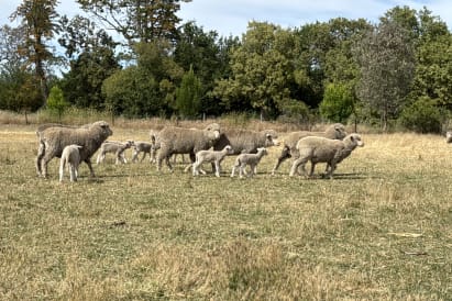 Hamilton Sheep Market Report - Agora Livestock
