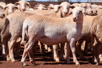 RLA Wagga Sheep & Lamb Market Report - Agora Livestock