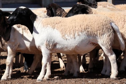 RLA Wagga Sheep & Lamb Market Report - Agora Livestock