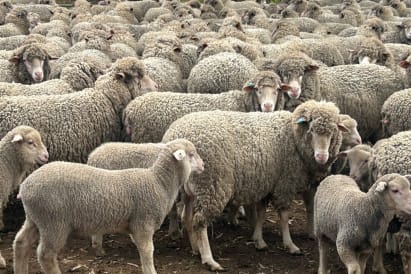 RLA Wagga Sheep & Lamb Market Report - Agora Livestock