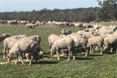 SELX Yass Sheep Sale Report - Agora Livestock