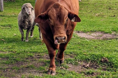 Saleyard - SELX Yass cattle sale results - Agora Livestock