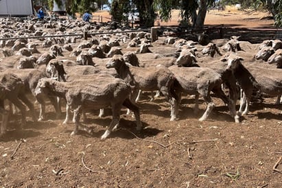 SA Livestock Exchange Sheep Report - Agora Livestock