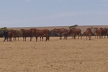 Saleyard - Forbes cattle sale results - Agora Livestock