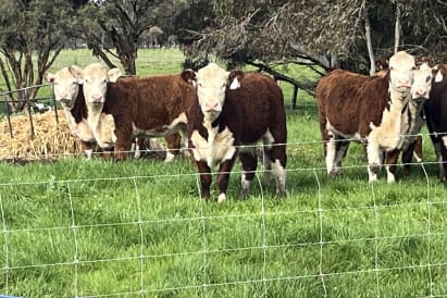 Saleyard - Dalby cattle sale results - Agora Livestock