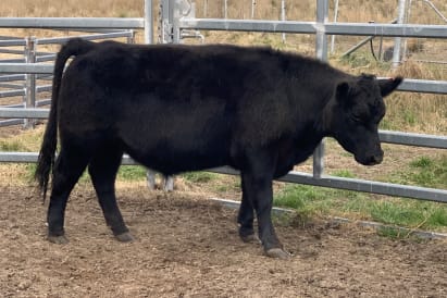 Saleyard - SELX Yass cattle sale results - Agora Livestock