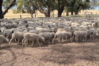 Saleyard - Cowra sheep sale results - Agora Livestock