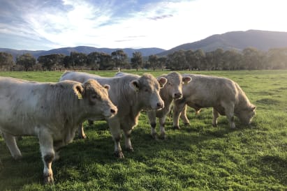 Saleyard - Forbes cattle sale results - Agora Livestock